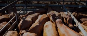 Dalby Regional Saleyards | Livestock Buying and Selling