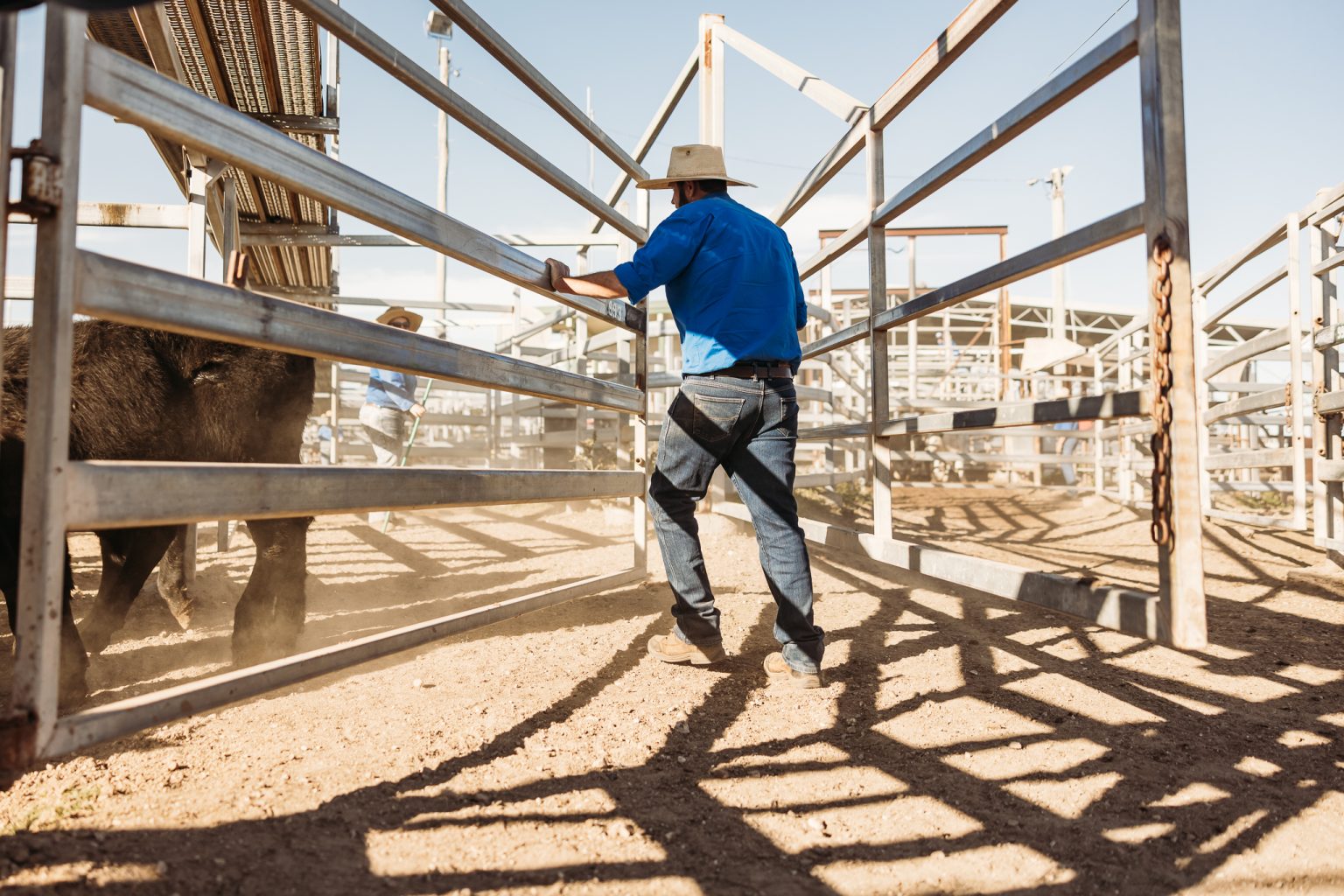 Our Operations - Dalby Regional Salesyard